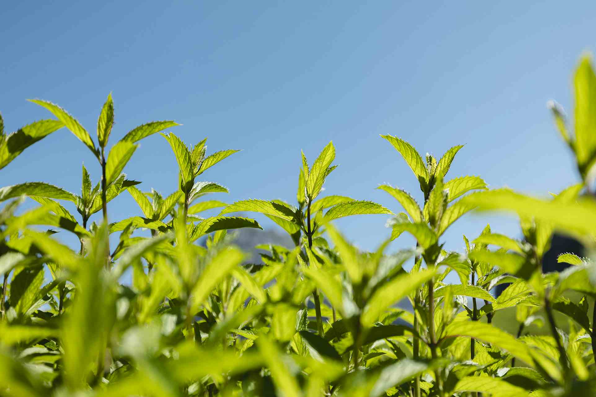 Ricola Throat Balm Herbal Drops With Caramel Flavor | Ricola