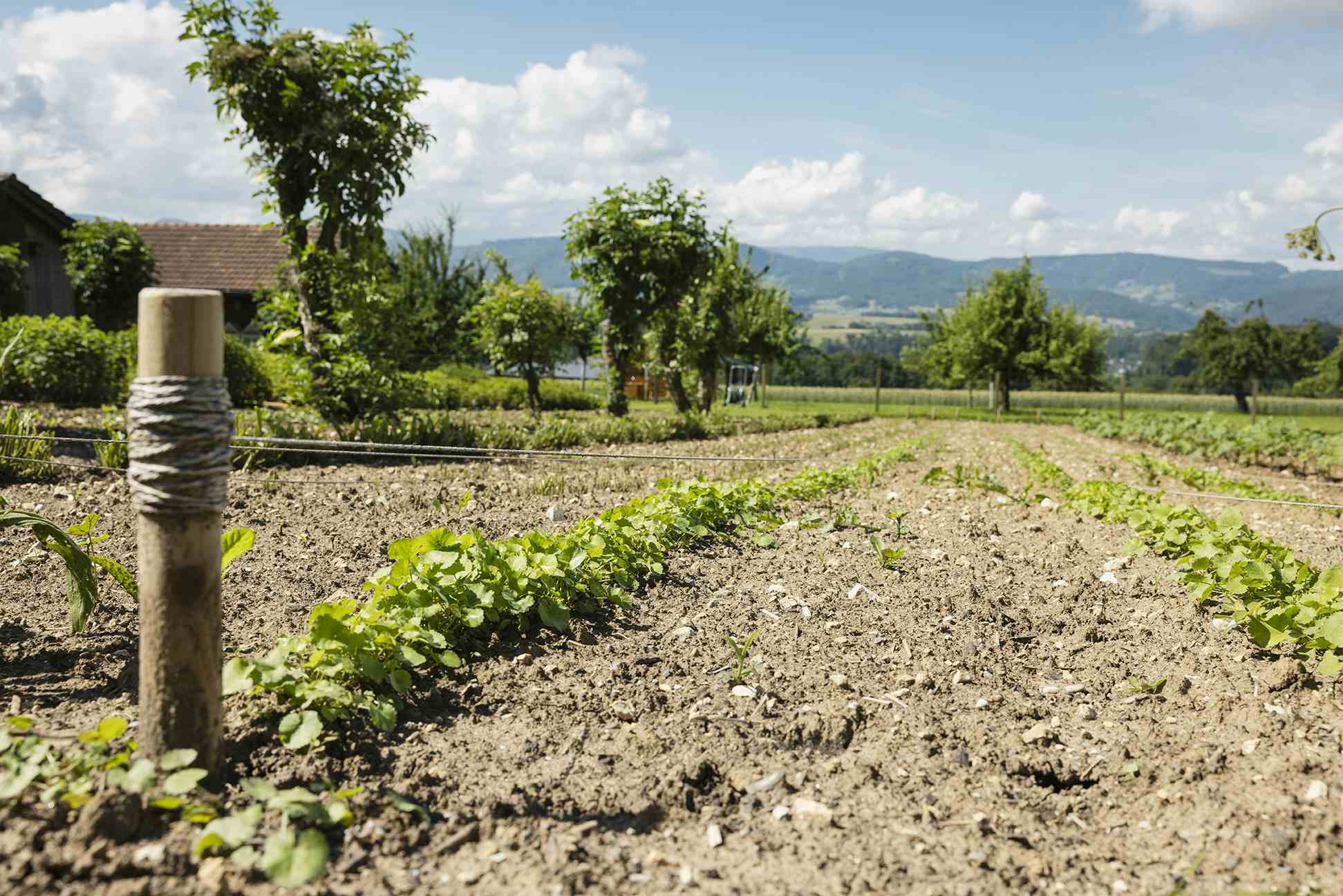 Visite notre jardin des plantes à Nenzlingen | Ricola