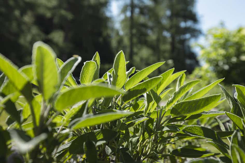Sage Is One Of Our 10 Swiss Alpine Herbs | Ricola