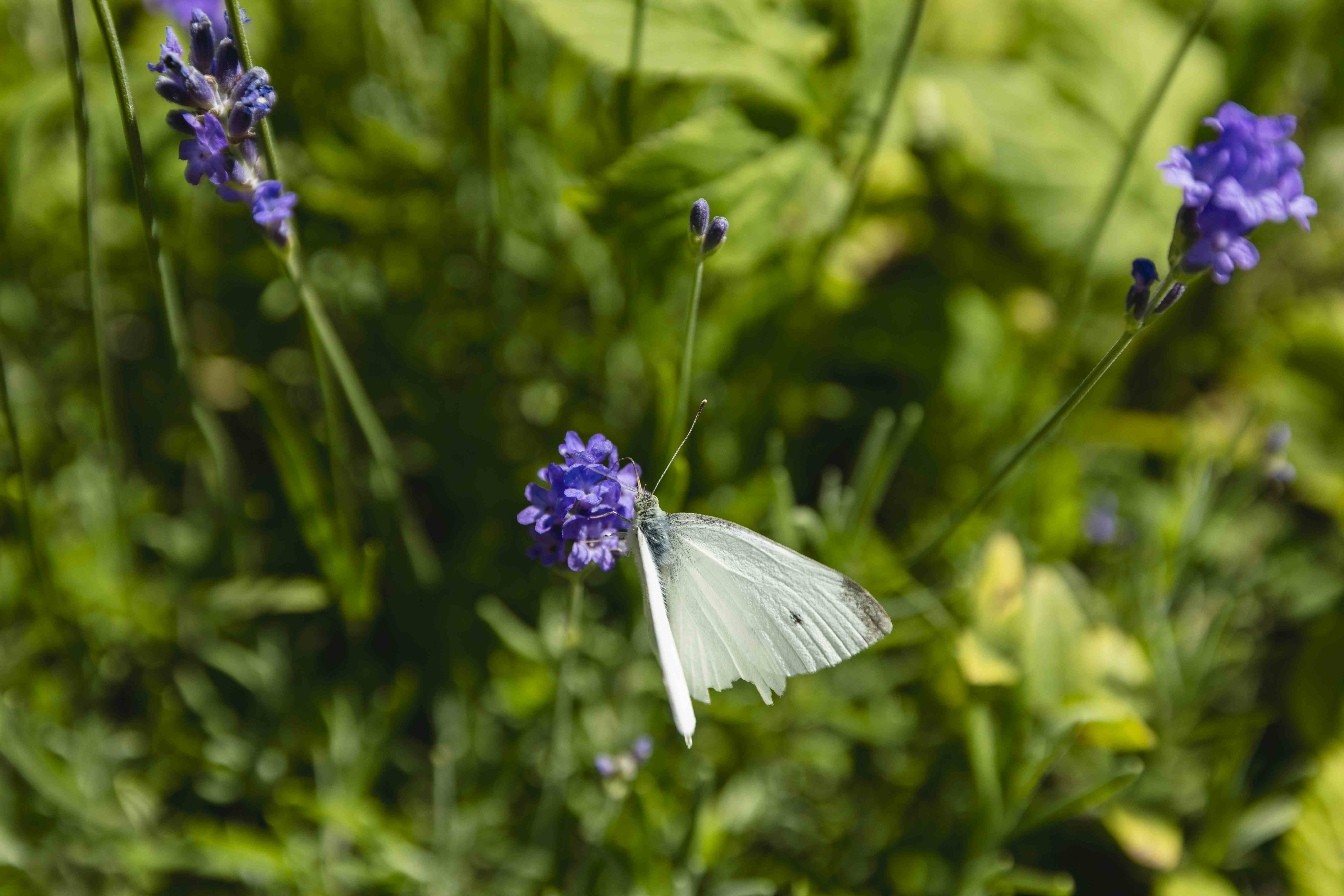 Découvre notre jardin des herbes à Kandersteg | Ricola