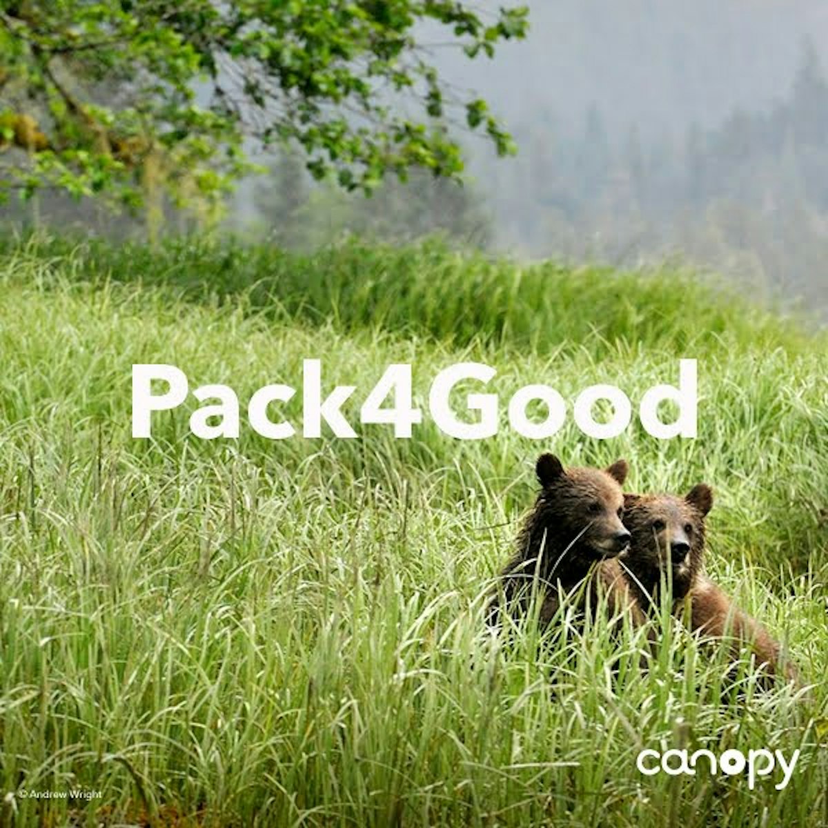 Packaging Zeitgeist Expands to World’s Endangered Forests a… | Canopy