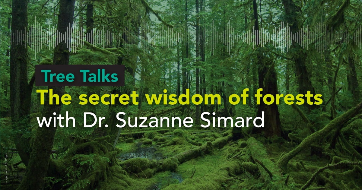 Tree Talks: The secret wisdom of trees with Dr. Suzanne Sim… | Canopy