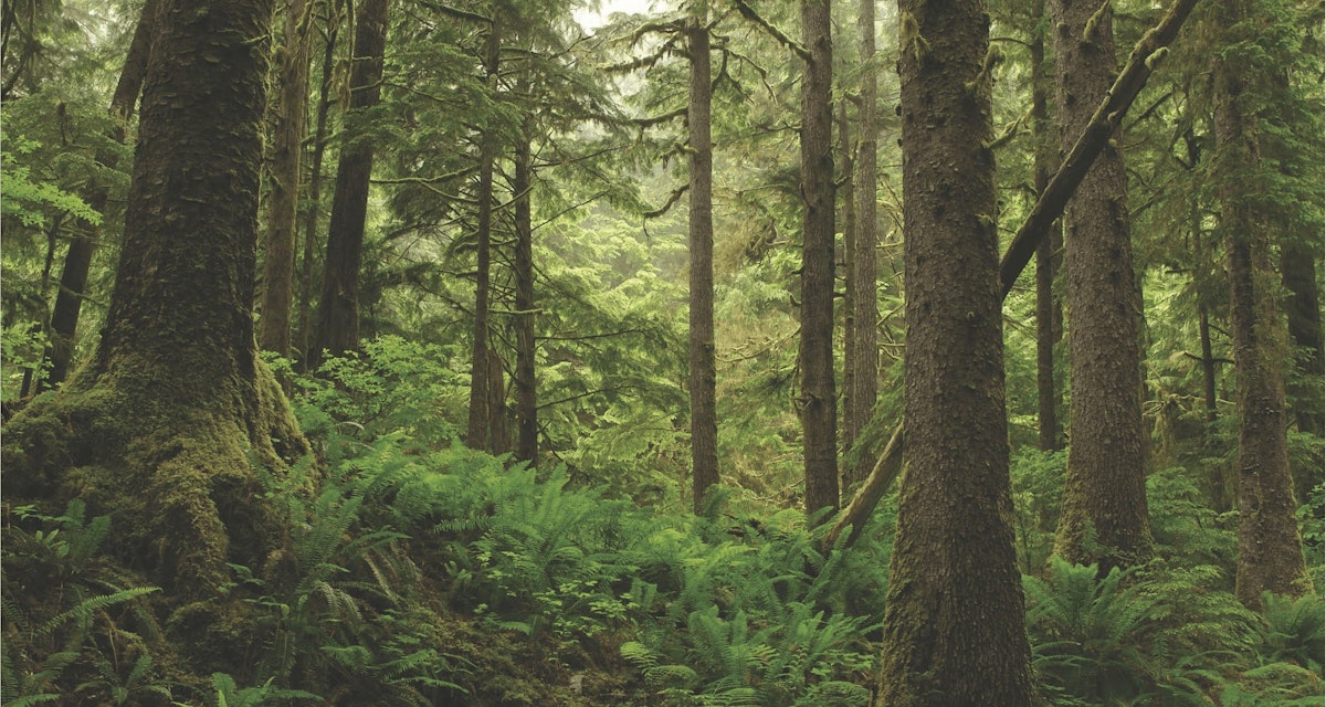 Discover How Canopy Protects Forests | Canopy
