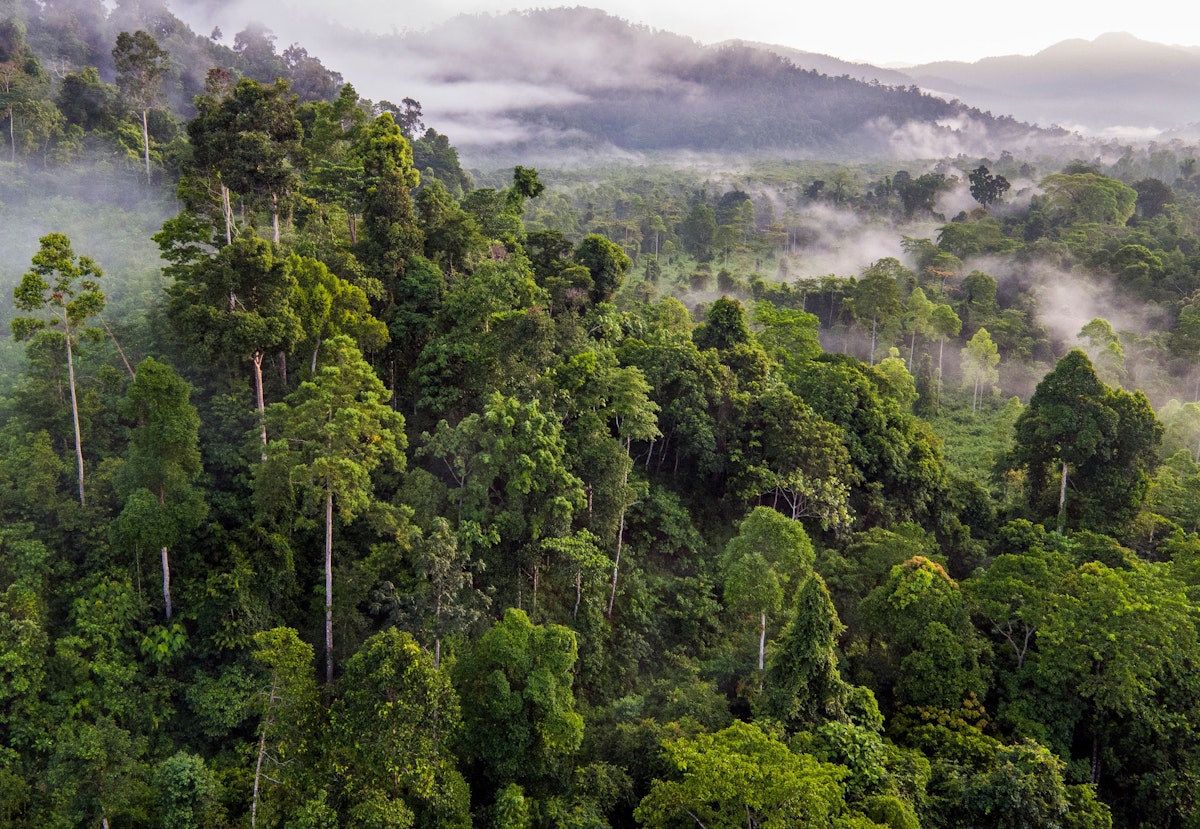 Forest Mapper: Leading Forest Conservation Efforts | Canopy Planet
