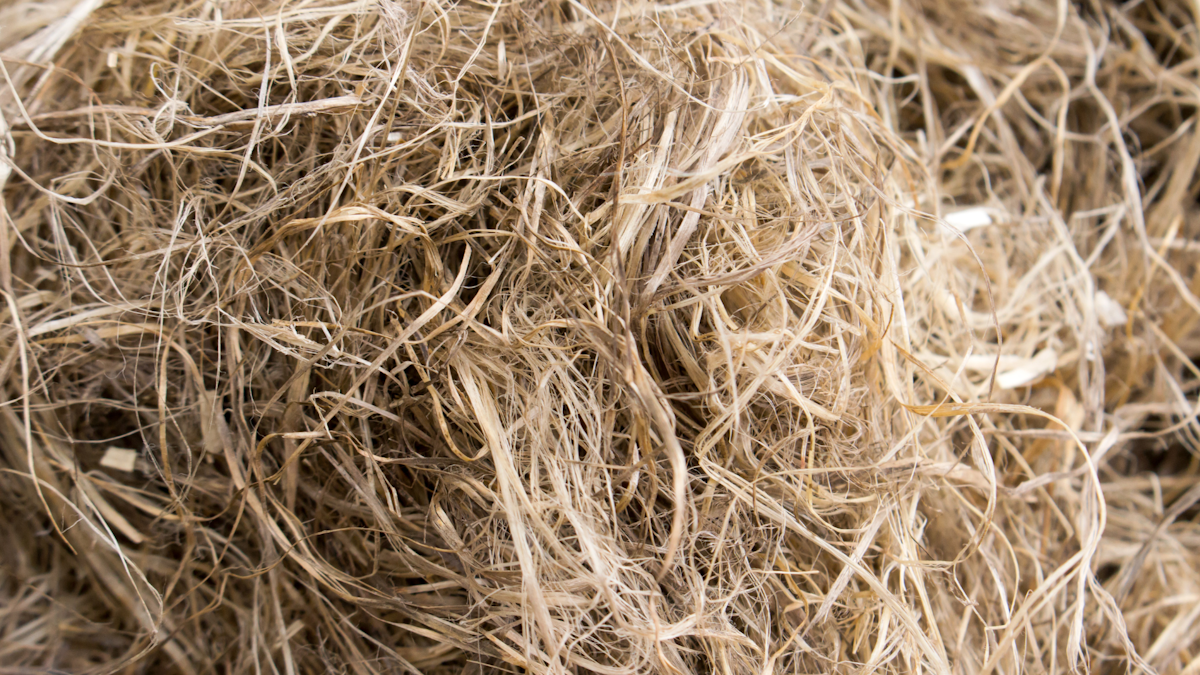 Forests Out, Hemp’s In | Canopy