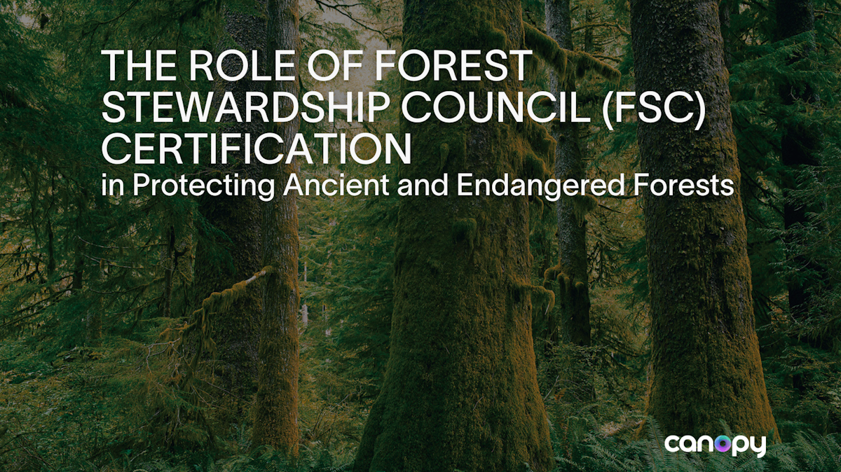The Role of Forest Stewardship Council (FSC) Certification | Canopy