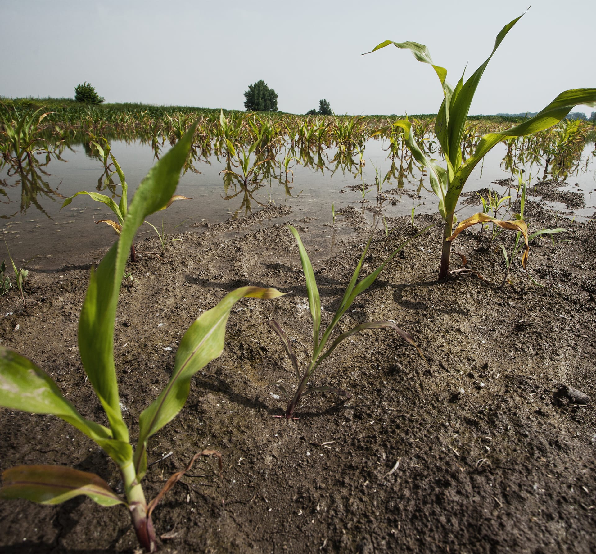Little Rock Crop Damage Attorney - McMath Woods P.A.