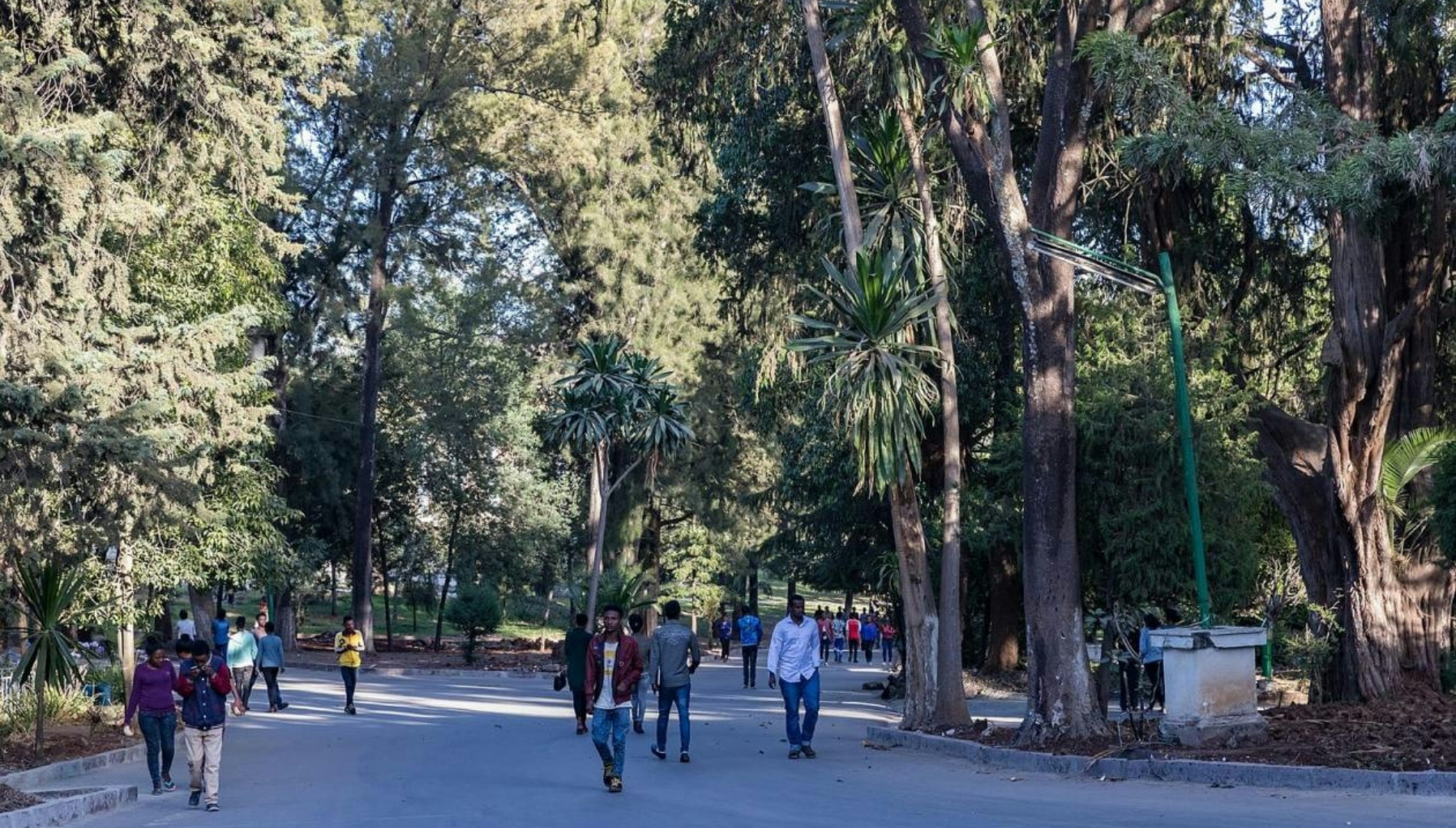 Tropical Tree Cover — Land & Carbon Lab