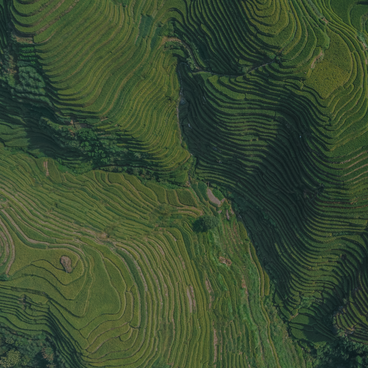 Global Cropland Yield and Area— Land & Carbon Lab