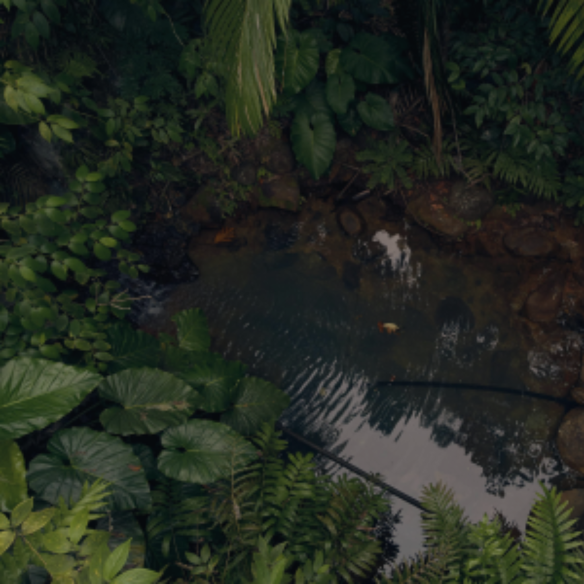 Land Disturbance Alert Classification System