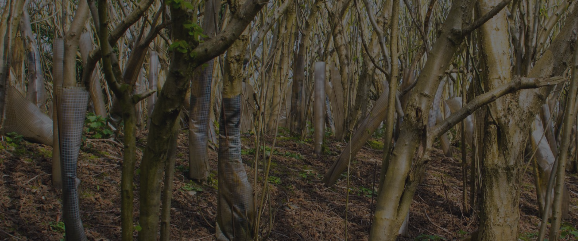 Tree Cover Gain— Land & Carbon Lab