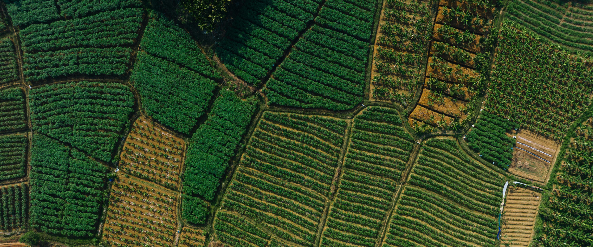 Global Cropland Change— Land & Carbon Lab