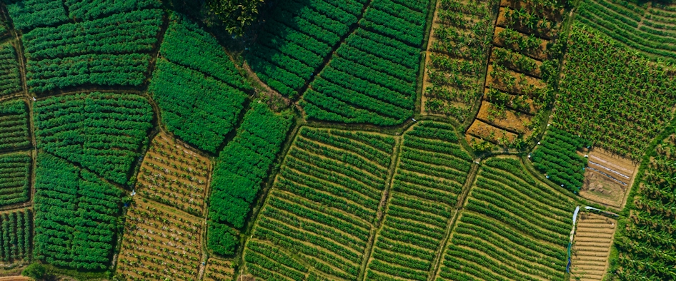 Global Cropland Change— Land & Carbon Lab