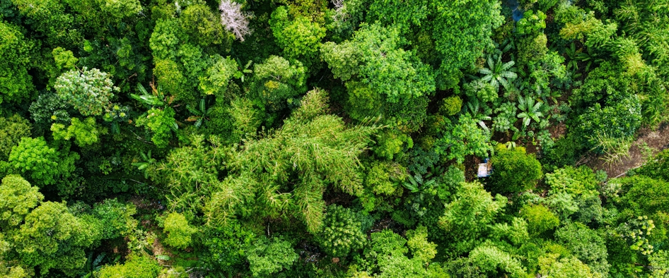 Global Tree Canopy Height — Land & Carbon Lab