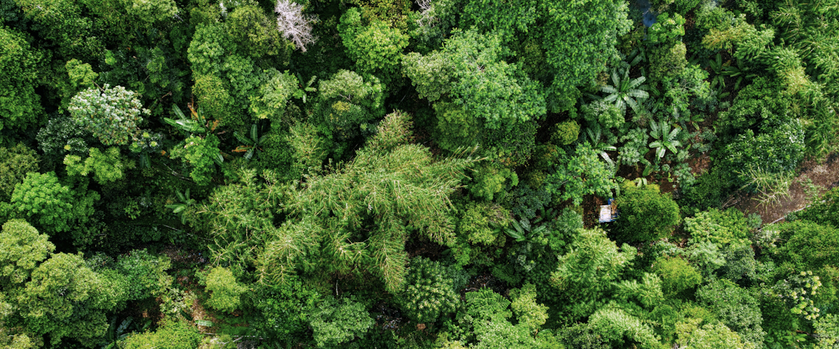 Global Tree Canopy Height — Land & Carbon Lab