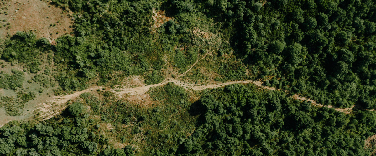 Tree Cover Gain— Land & Carbon Lab