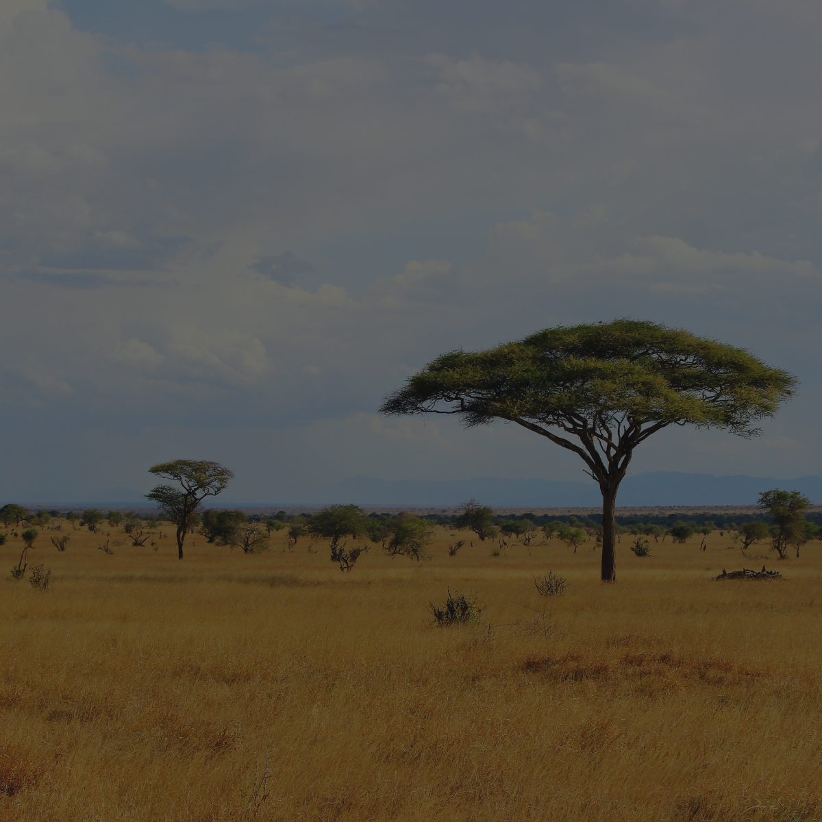 Tropical Tree Cover — Land & Carbon Lab