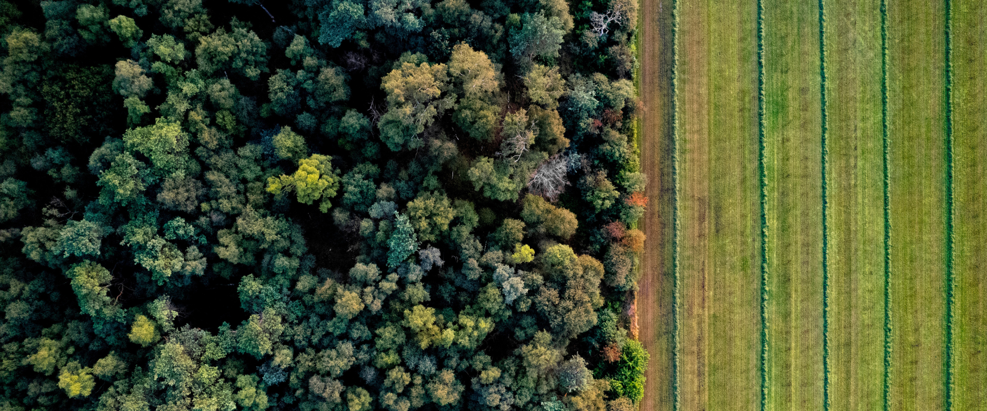 Global Land Cover Change— Land & Carbon Lab