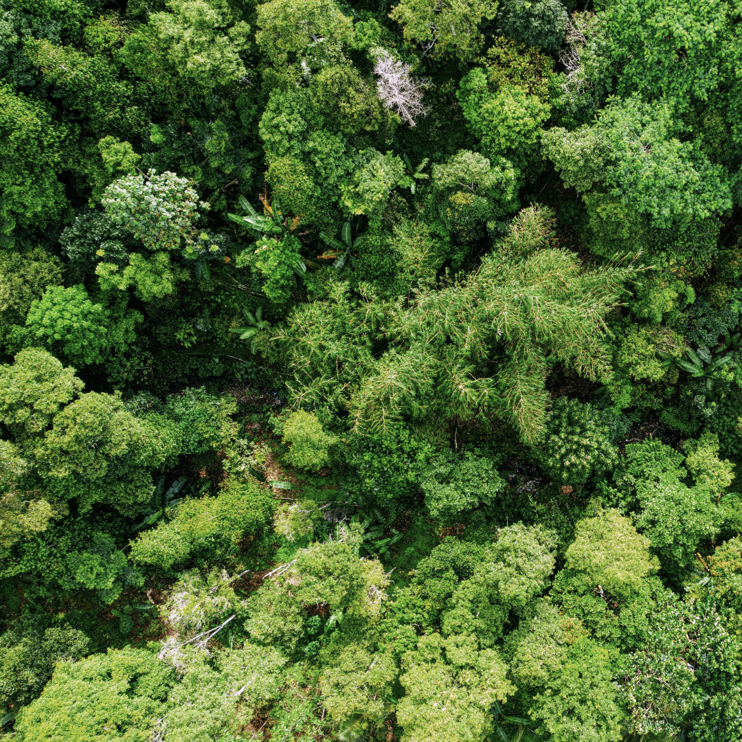 Data— Land & Carbon Lab