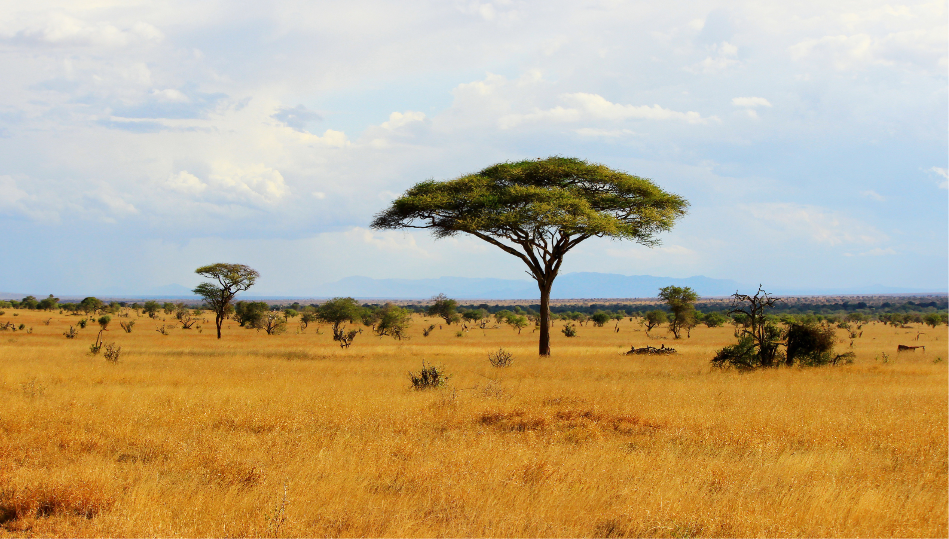 Global Grassland and Livestock Monitoring— Land & Carbon Lab