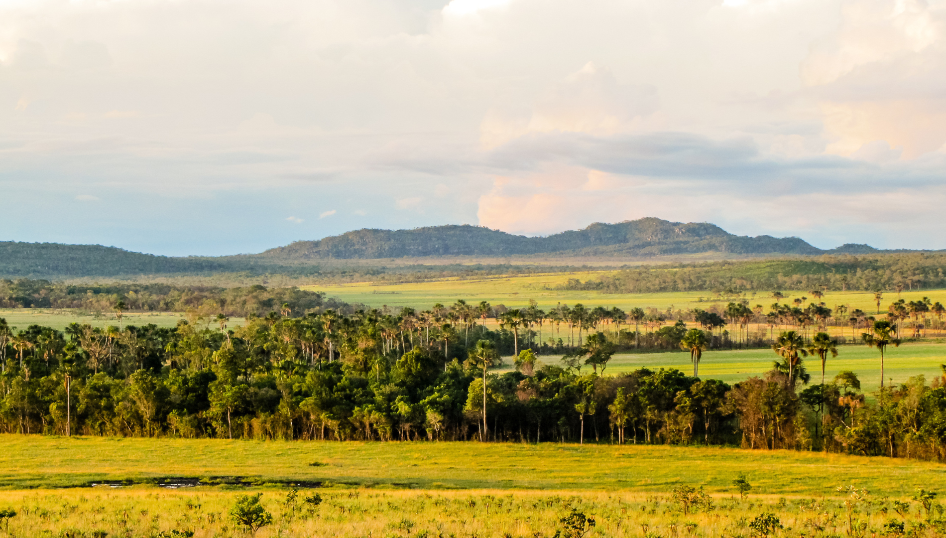 Global Grassland and Livestock Monitoring— Land & Carbon Lab