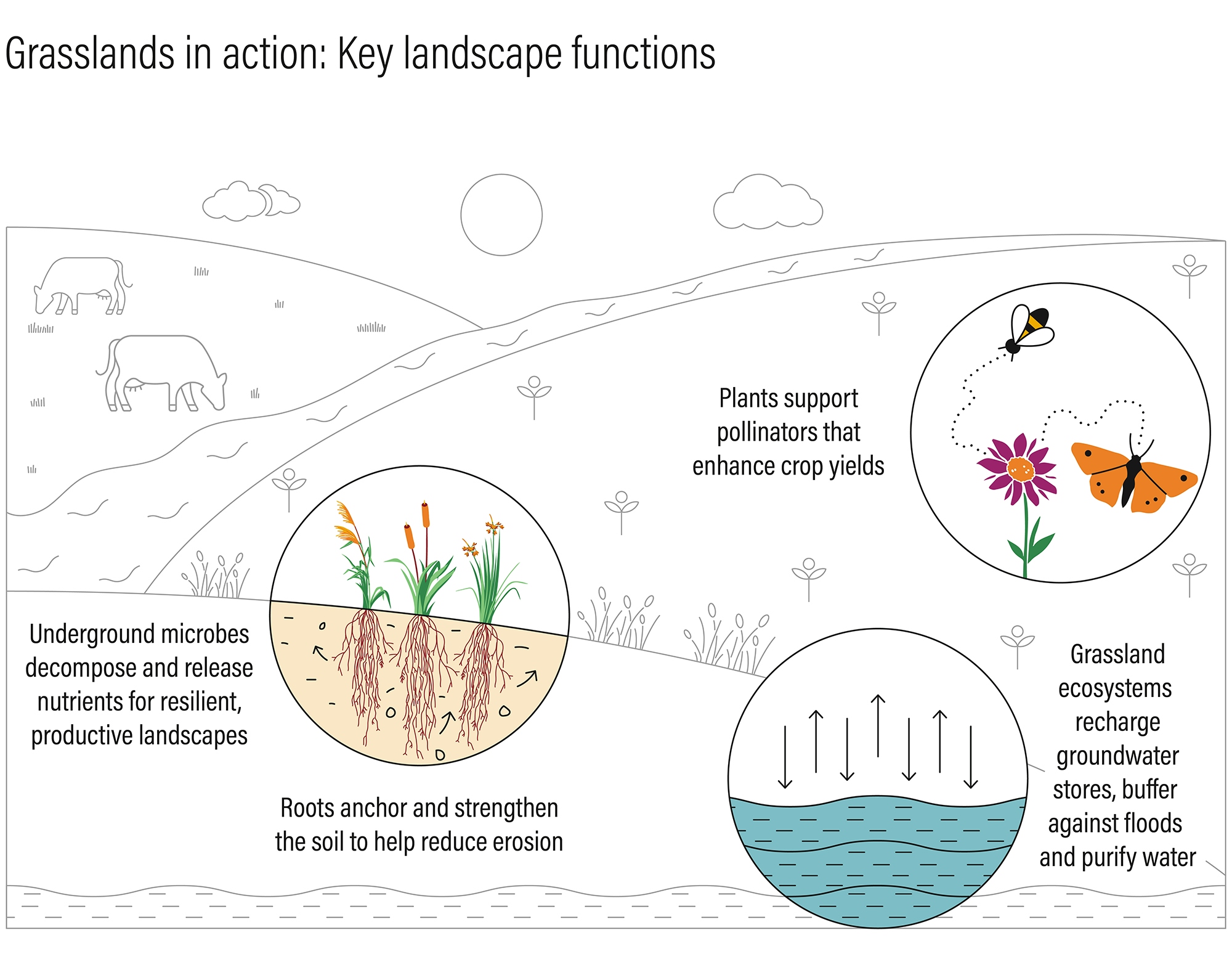 Grasslands Are Some of Earth’s Most Underrated Ecosystems