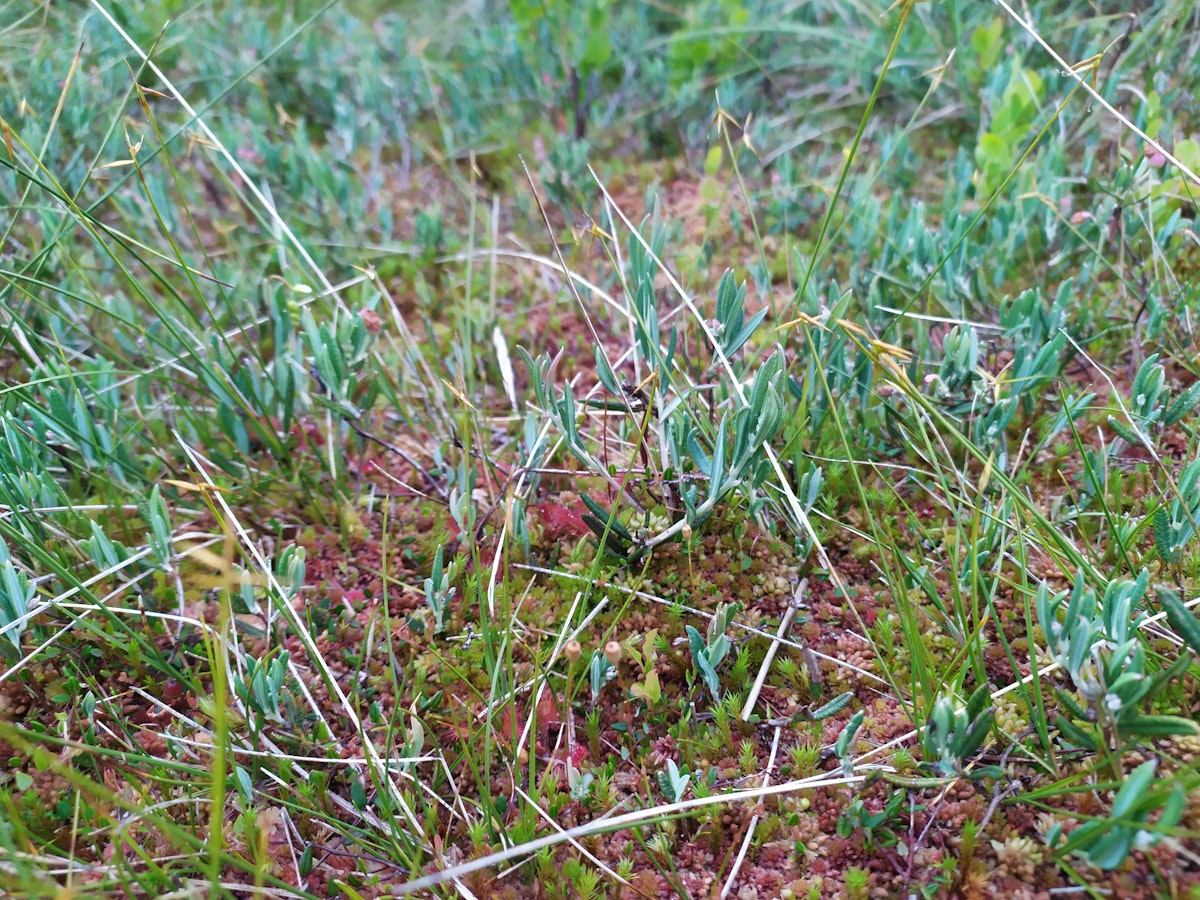 Regenerating raised bogs efficiently and effectively