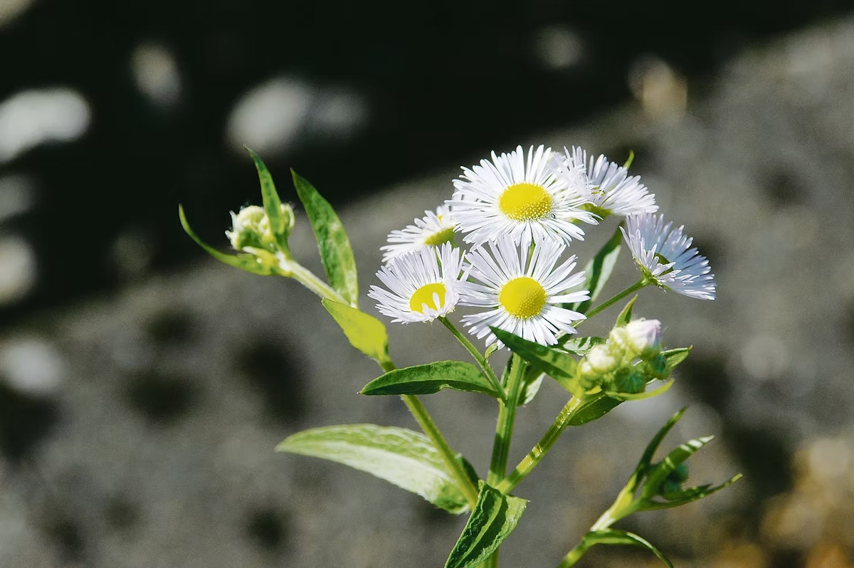 Master plan for invasive non-native species — Wyss Academy