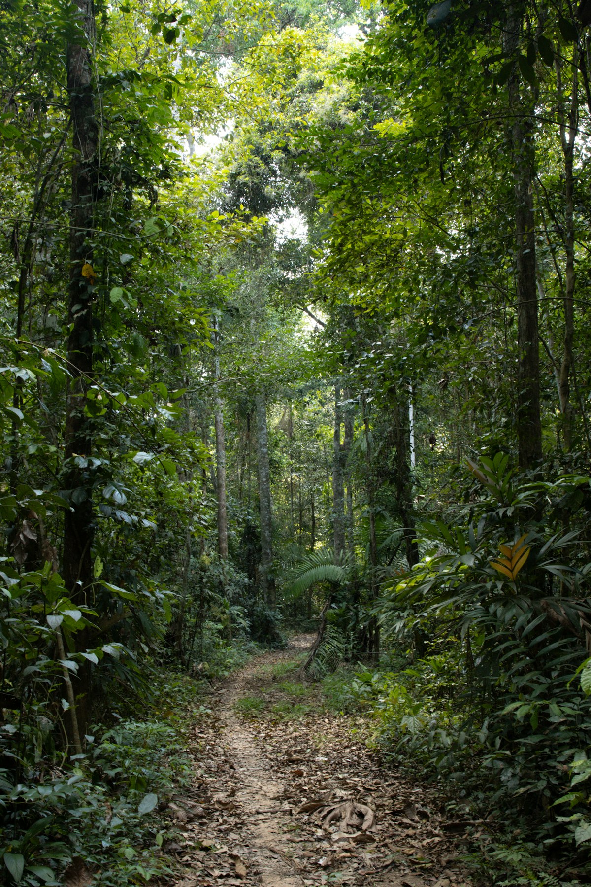 Forest Fragmentation in Science — Wyss Academy