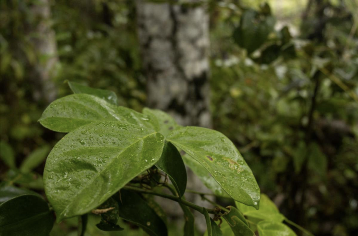 SNA of Environmental Stakeholders in the Tambopata province Peru