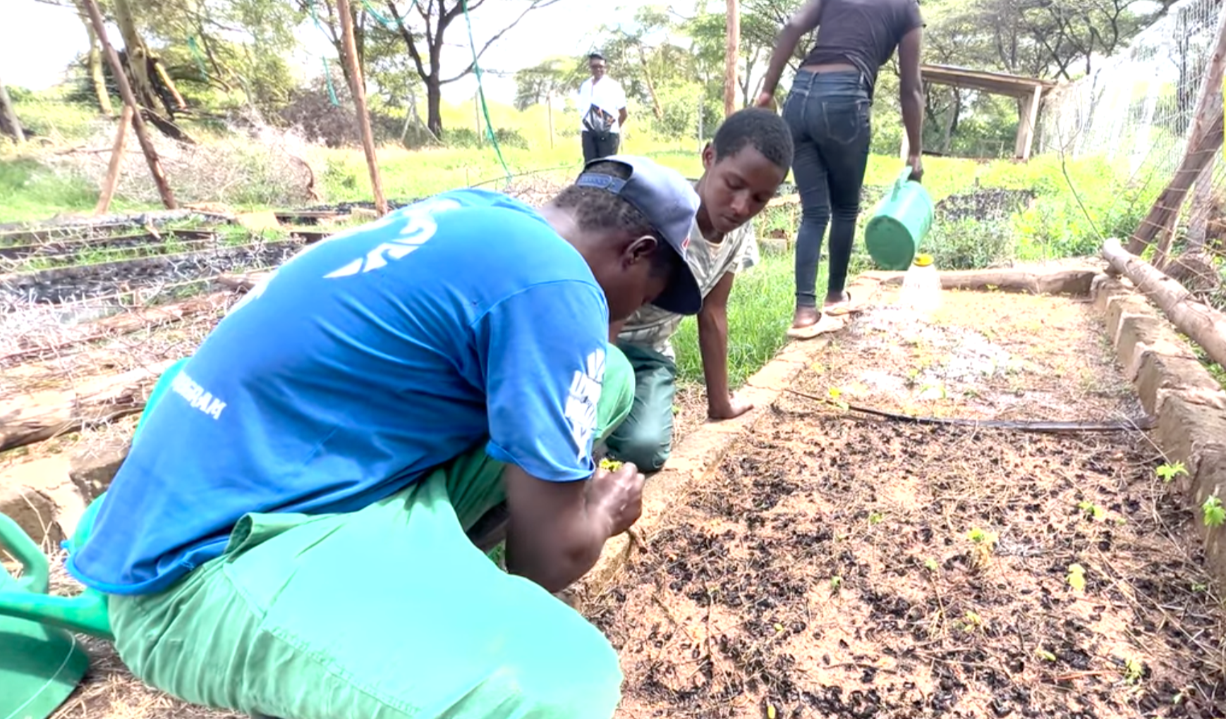 Youth-Led tree nurseries–to restore Gambella Wetland