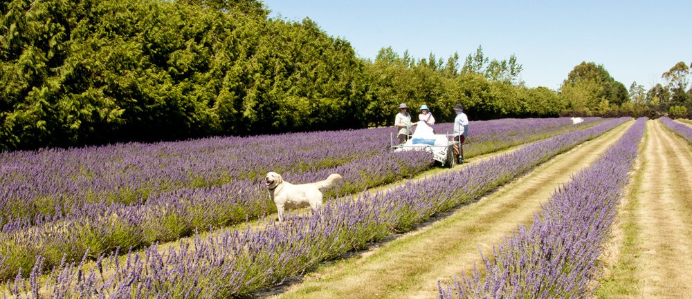 Farmers Corner Souvenir Shop & Restaurant