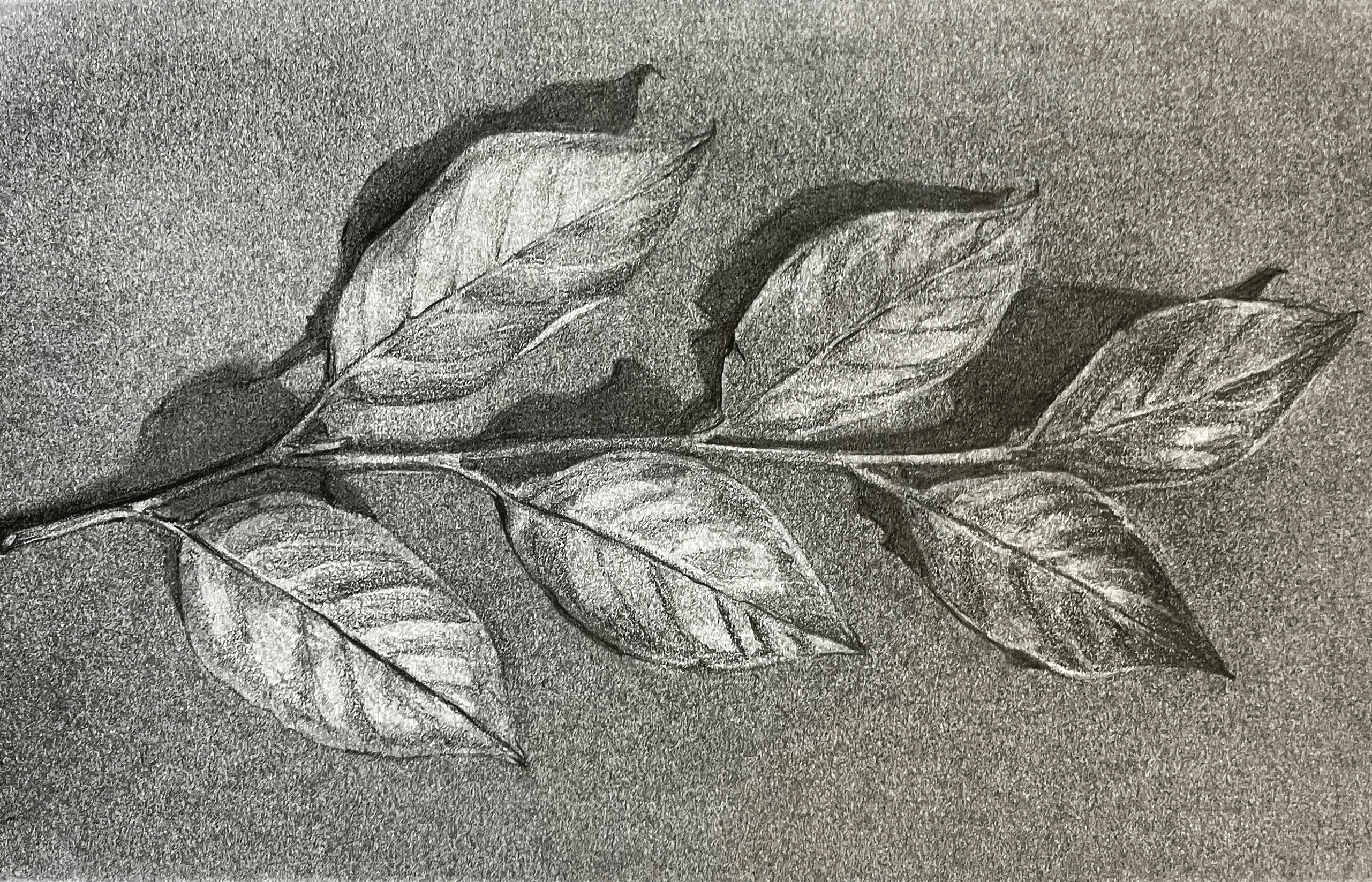 Workshop | Nature Drawing with Graphite Powder