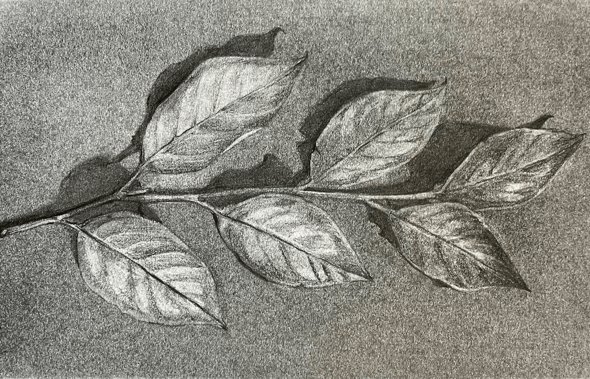 Workshop | Nature Drawing with Graphite Powder