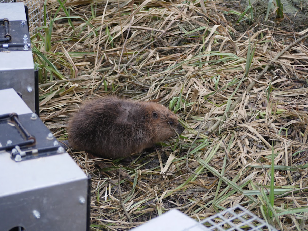 Beaver release 2025