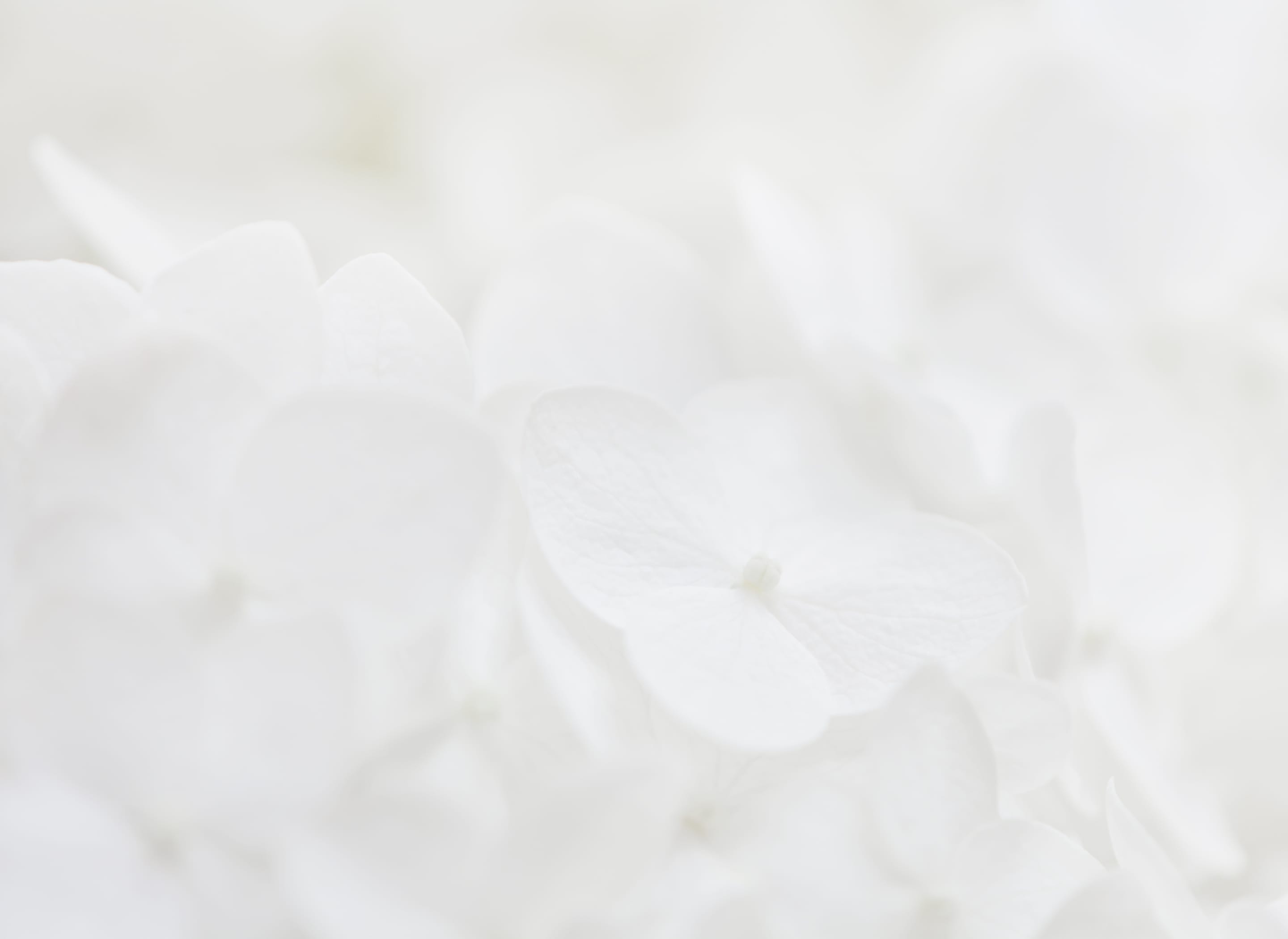 Dr. Nickolay Markov | pēkomd®