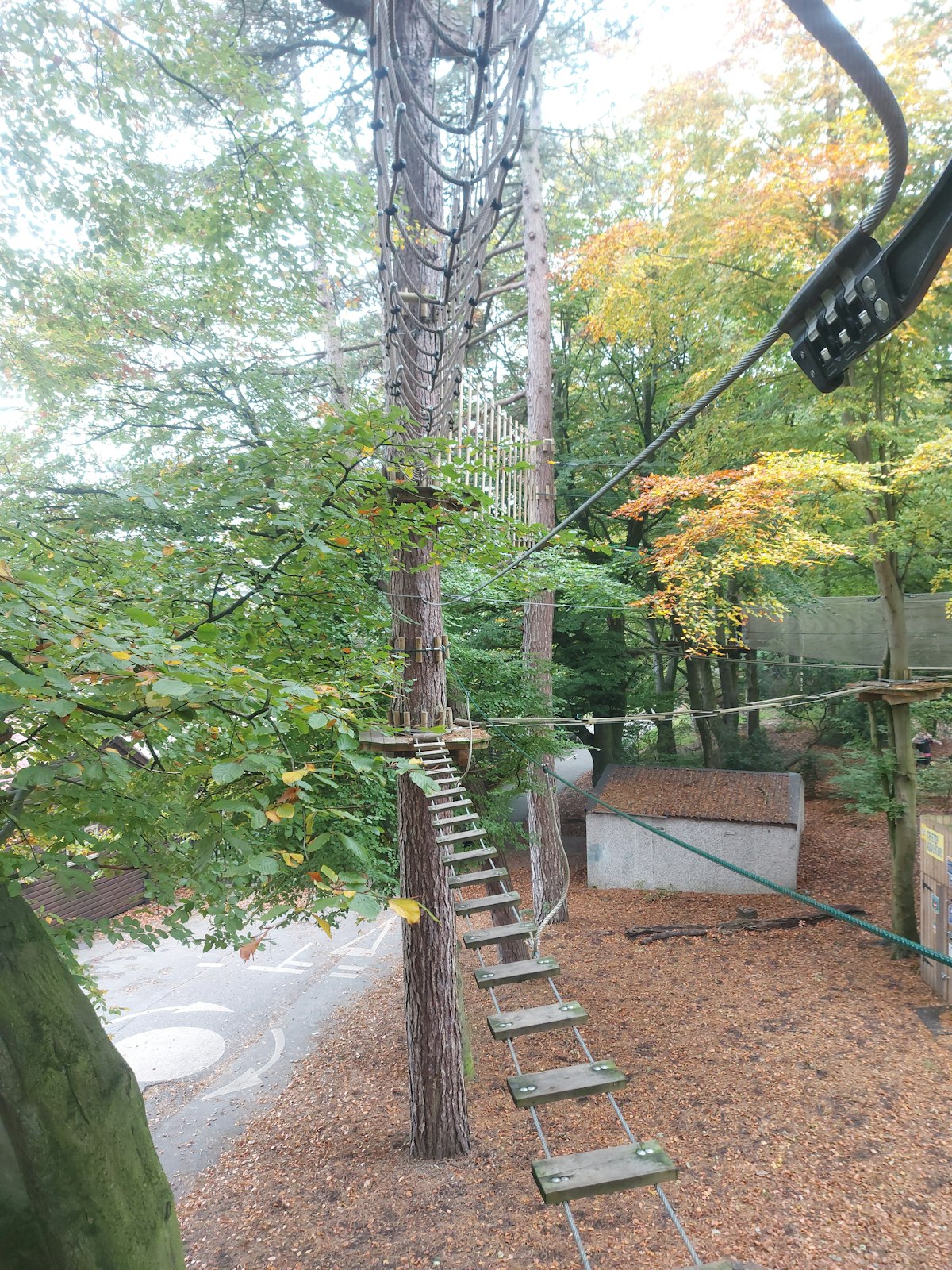 Treetop Adventure Plus Whinlatter | Kids’ High Ropes