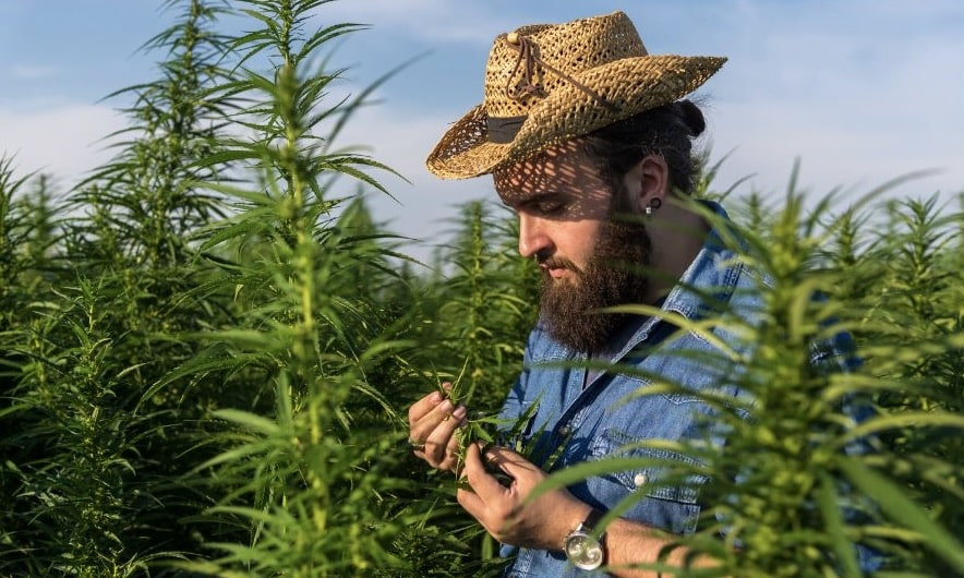 Marijuana and Gynecomastia: Are They Related? | Dr. Charles Galanis