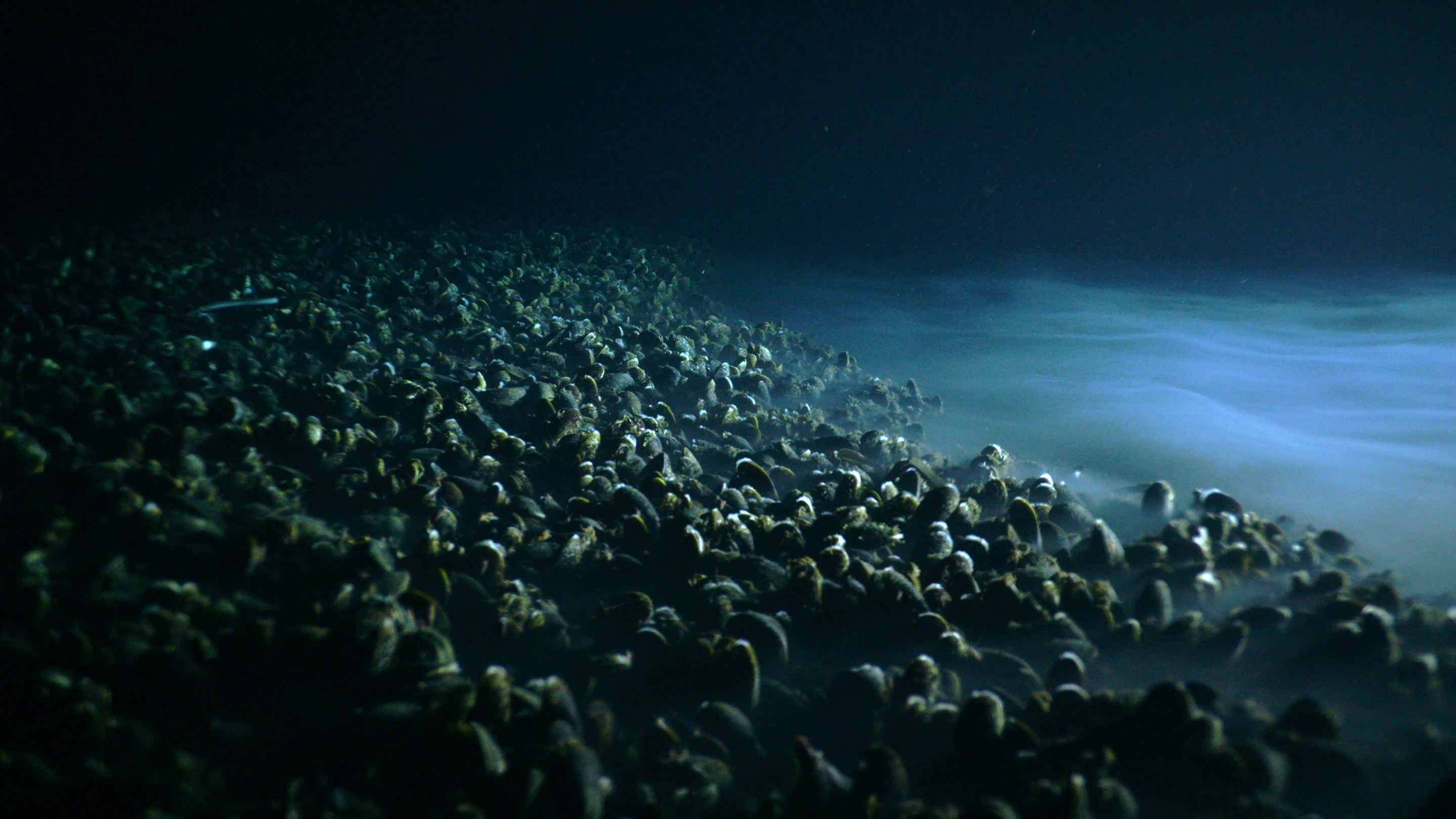 OceanX