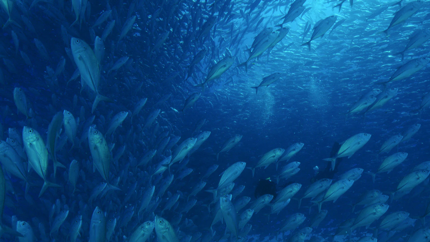 OceanX
