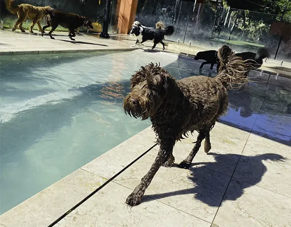 Central Coast Dog Boarding, Daycare & Cattery in Terrigal