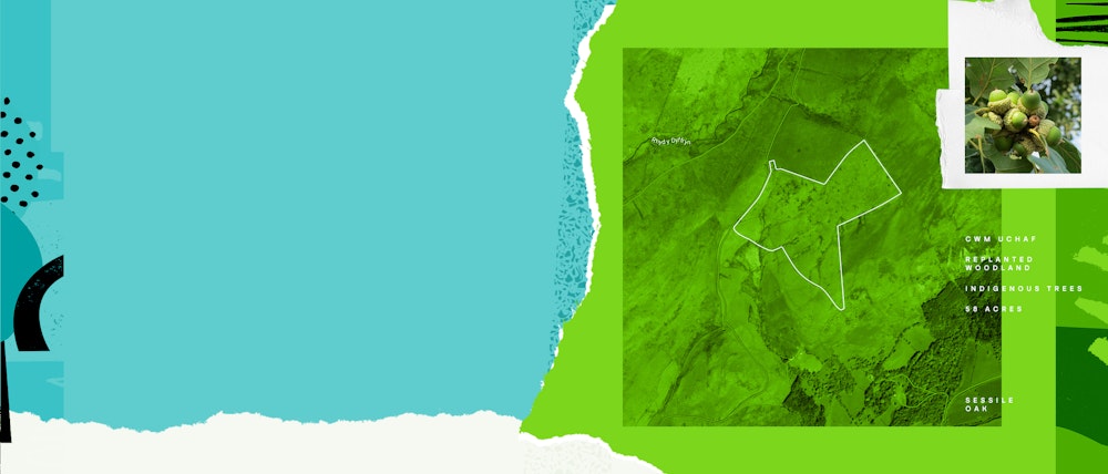 Rewilding project: Cwm Uchaf | Ecotalk