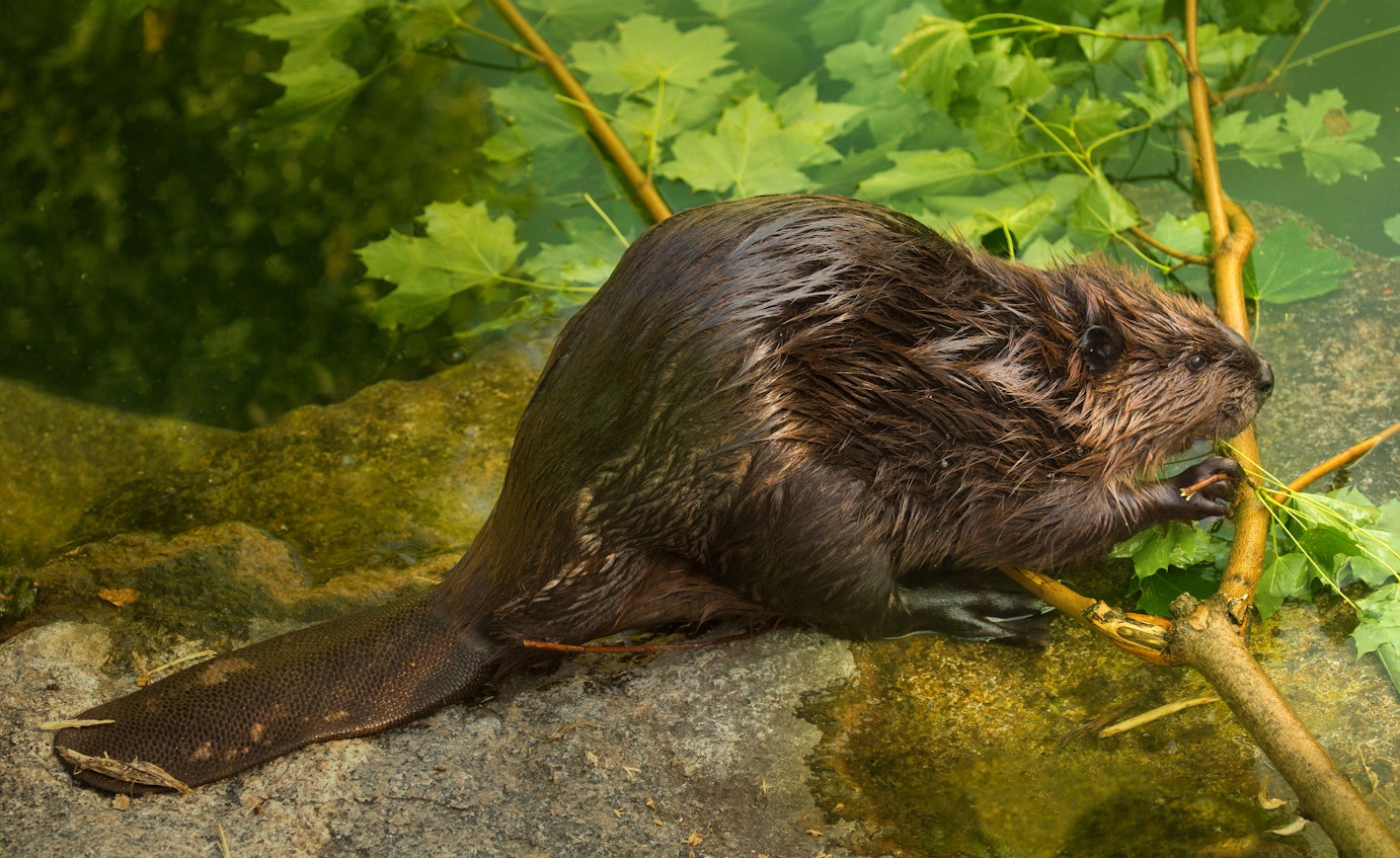 The Beaver Reintroduction Story | Ecotalk