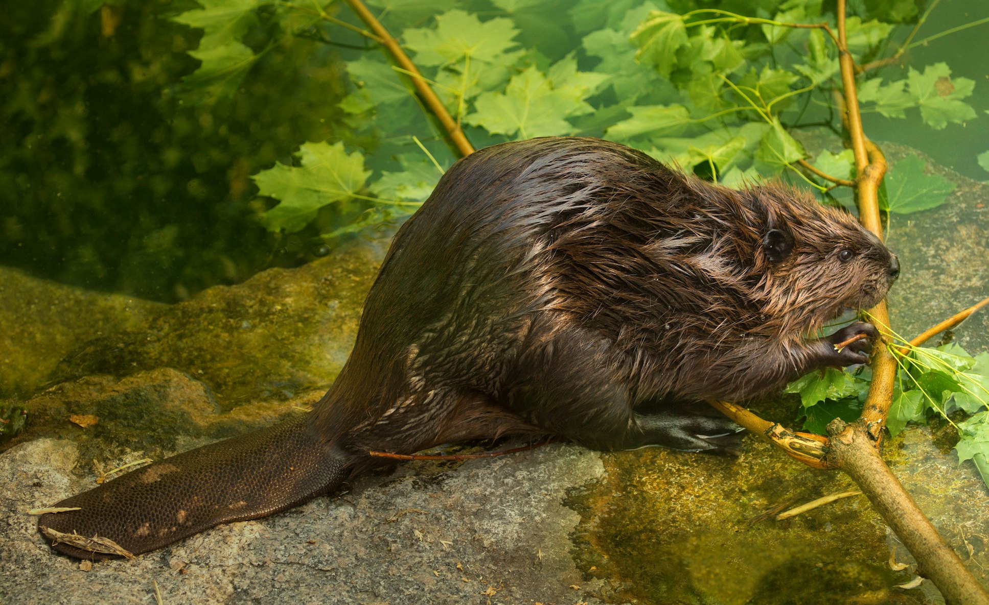 The Beaver Reintroduction Story | Ecotalk