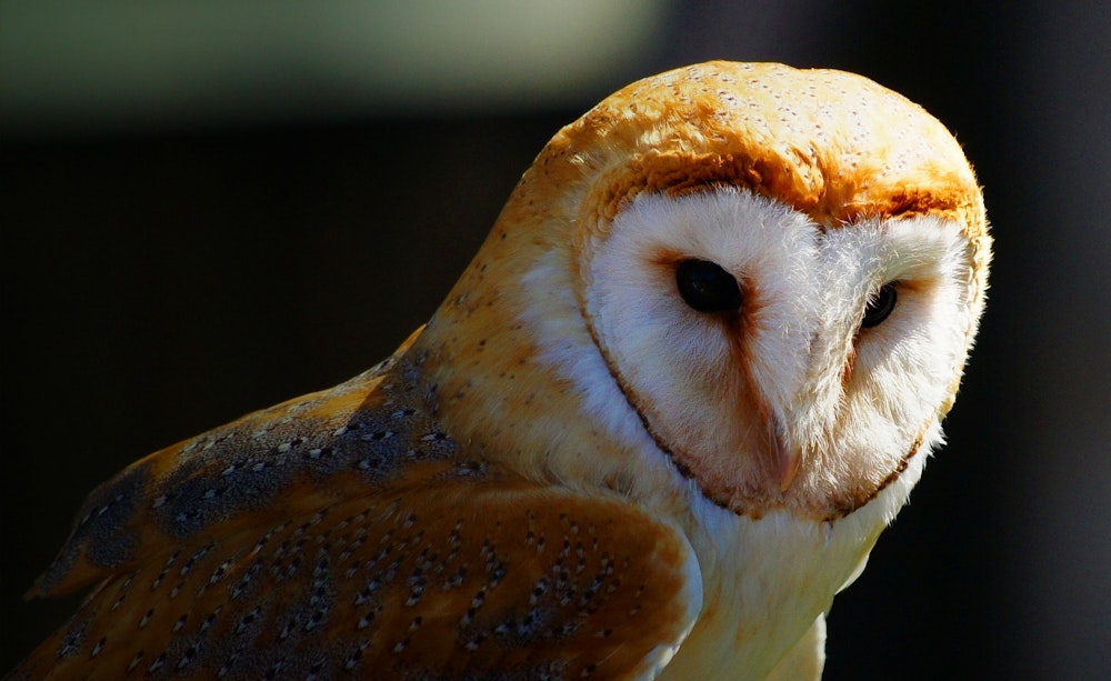 Beavers, Barn Owls and Bowyer’s Wood: Rewilding in Action