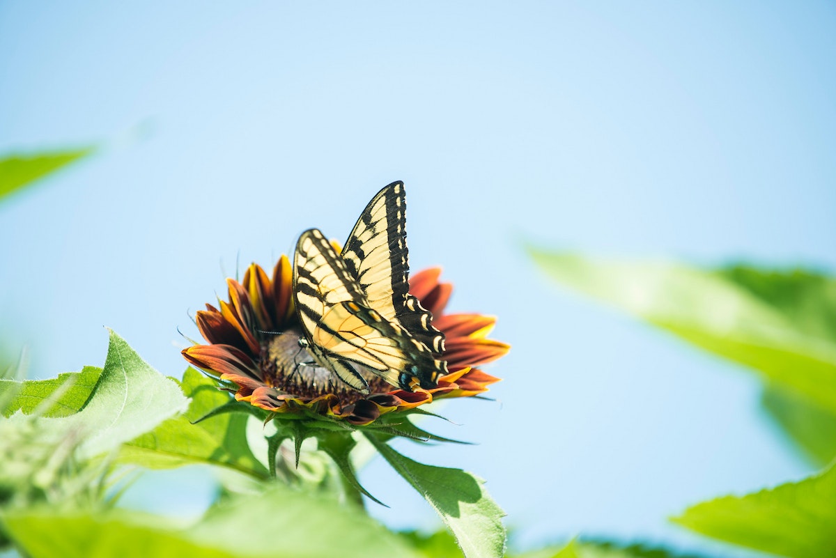 Butterfly Walk