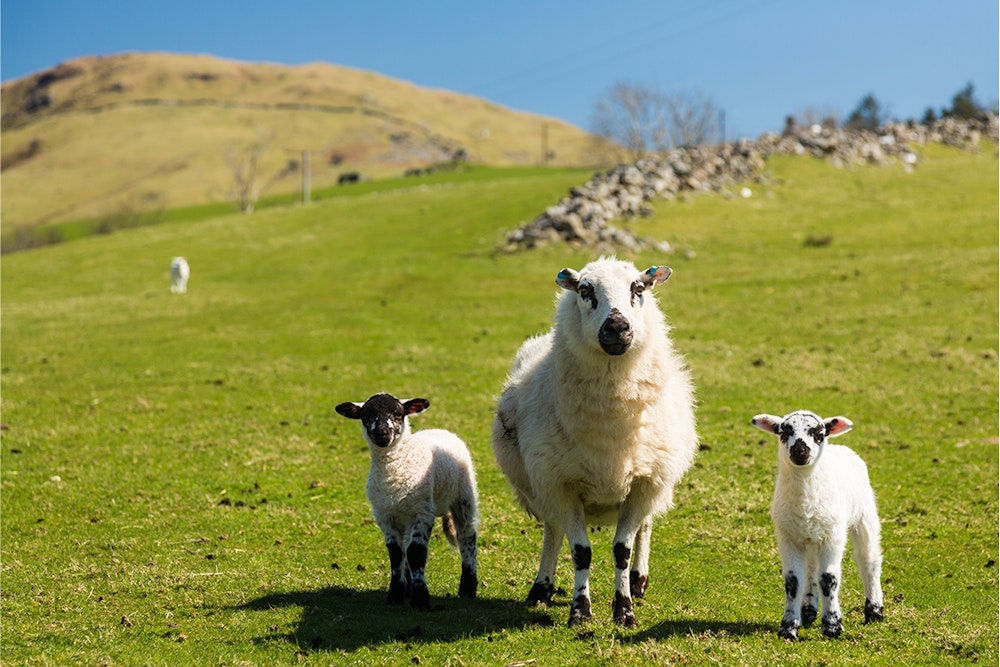 Erudus… Provides Farm Assured Welsh Livestock Certification