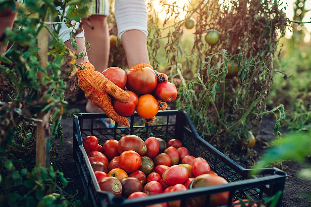 Erudus… Showcases Organic Certification