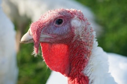 Huepel Has A Turkey Neck SEC Rant