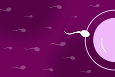 What is Conception? Fertilization & Implantation Explained